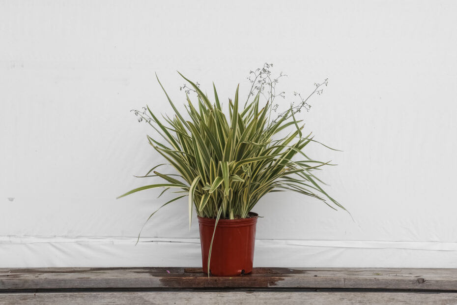 Dianella Flax Lily Wholesale | K and M Nursery | Boynton Beach