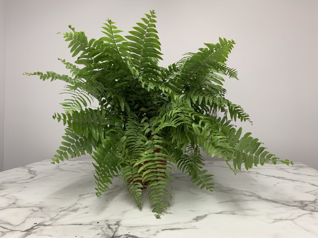 Wholesale Macho Fern | K and M Nursery | Boynton Beach, Florida