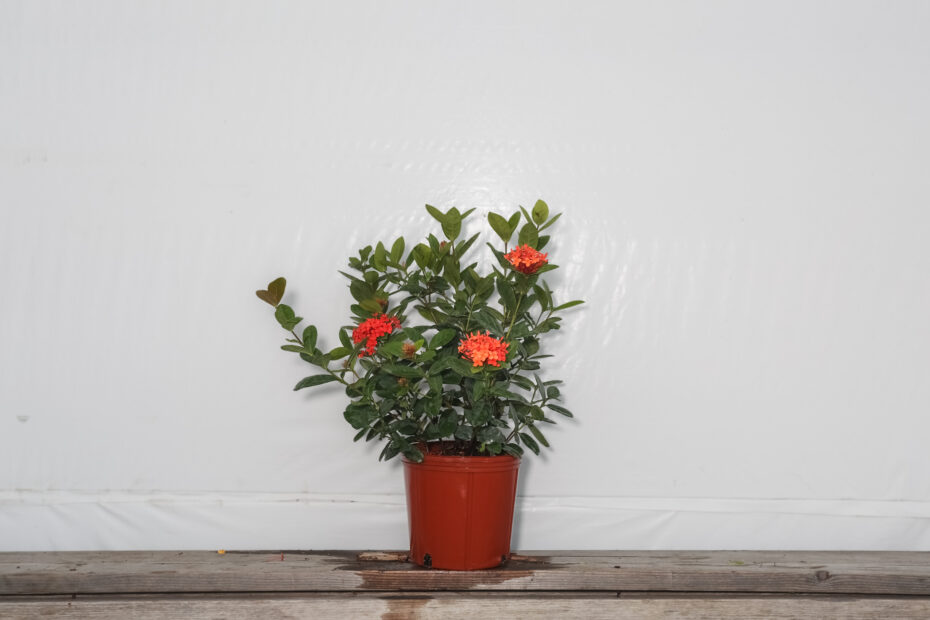 Ixora Maui Red Wholesale | K and M Nursery | Boynton Beach, Florida