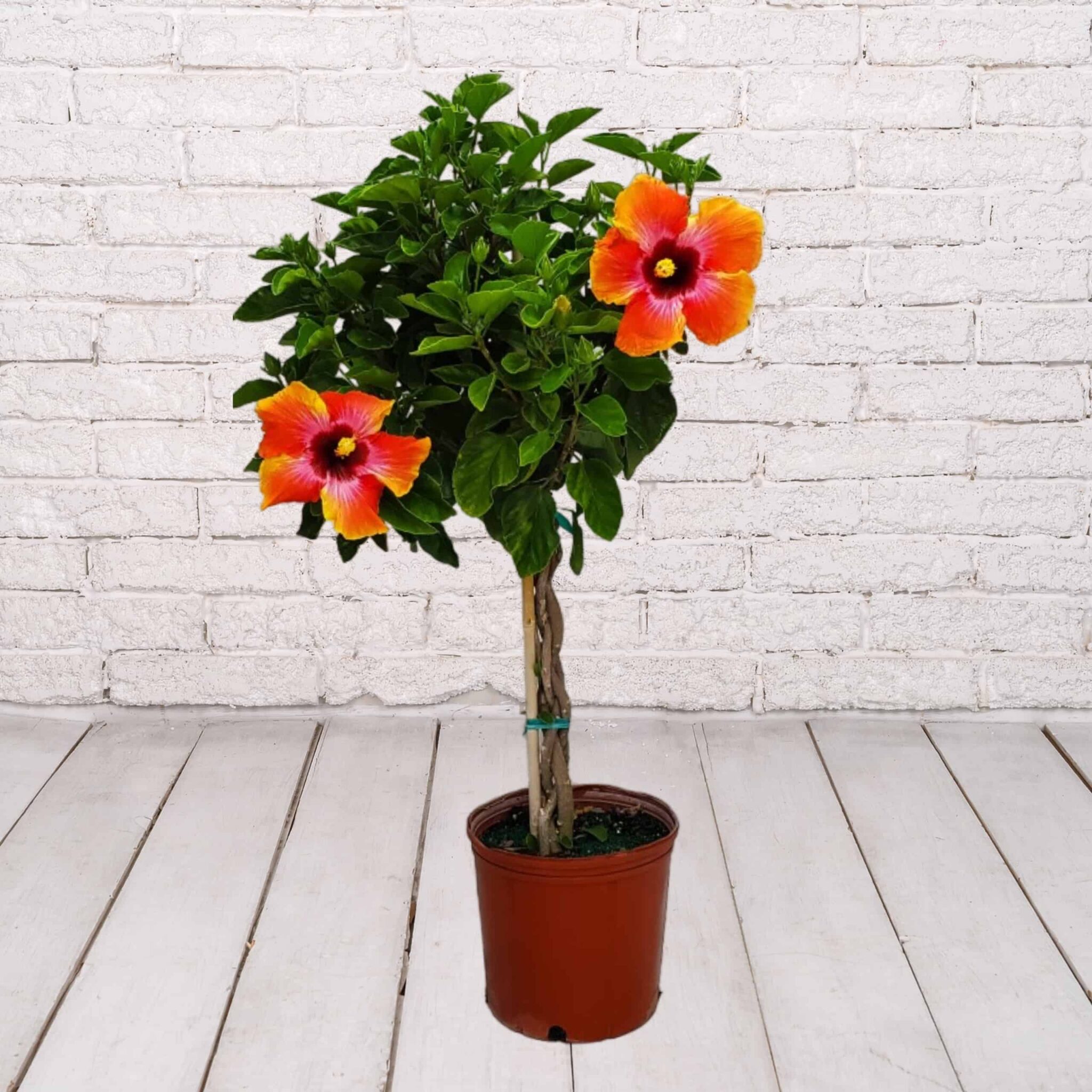 Wholesale Hibiscus Braided Fiesta Tree | K and M Nursery | Florida